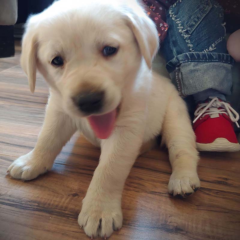 The Golden Puppy Available AKC puppies