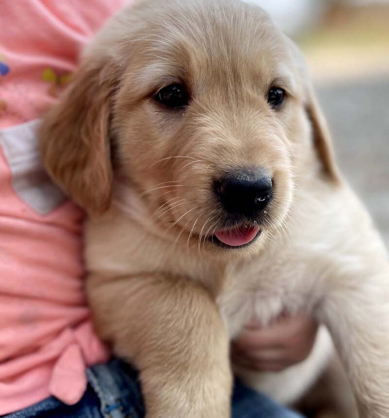 The Golden Puppy Available AKC puppies